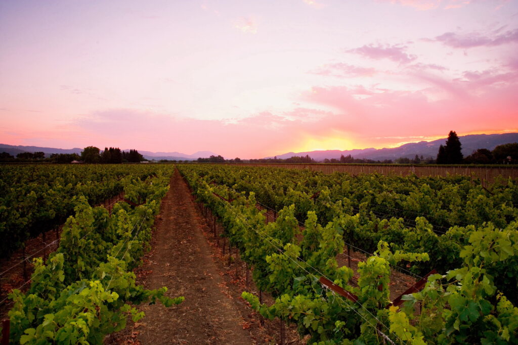 Swanson Vineyards - Winemaker Interview by Nikitas Magel